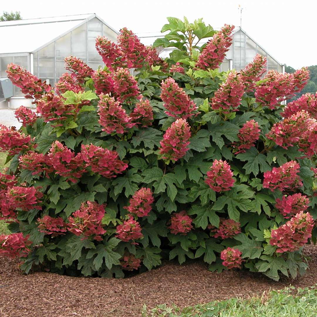 Hydrangea Quercifolia 'ruby Slippers' - Dwarf Oakleaf Hydrangea - 1 Gallon Pot - Etsy