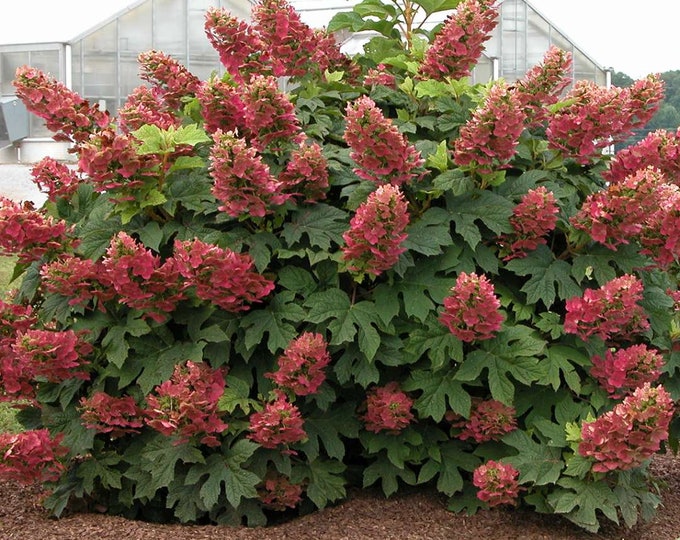 Hydrangea Quercifolia 'ruby Slippers' - 1 Gallon Pot - Dwarf Oakleaf ...