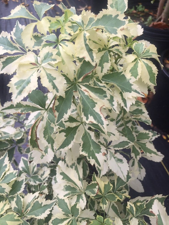 Variegated Fiveleaf Aralia Live Plant 12 Tall 1 Gallon - Etsy