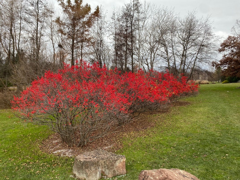 Ilex Verticillata ‘winter Red’- Winterberry - 4" Pot Size Live Plant - Etsy