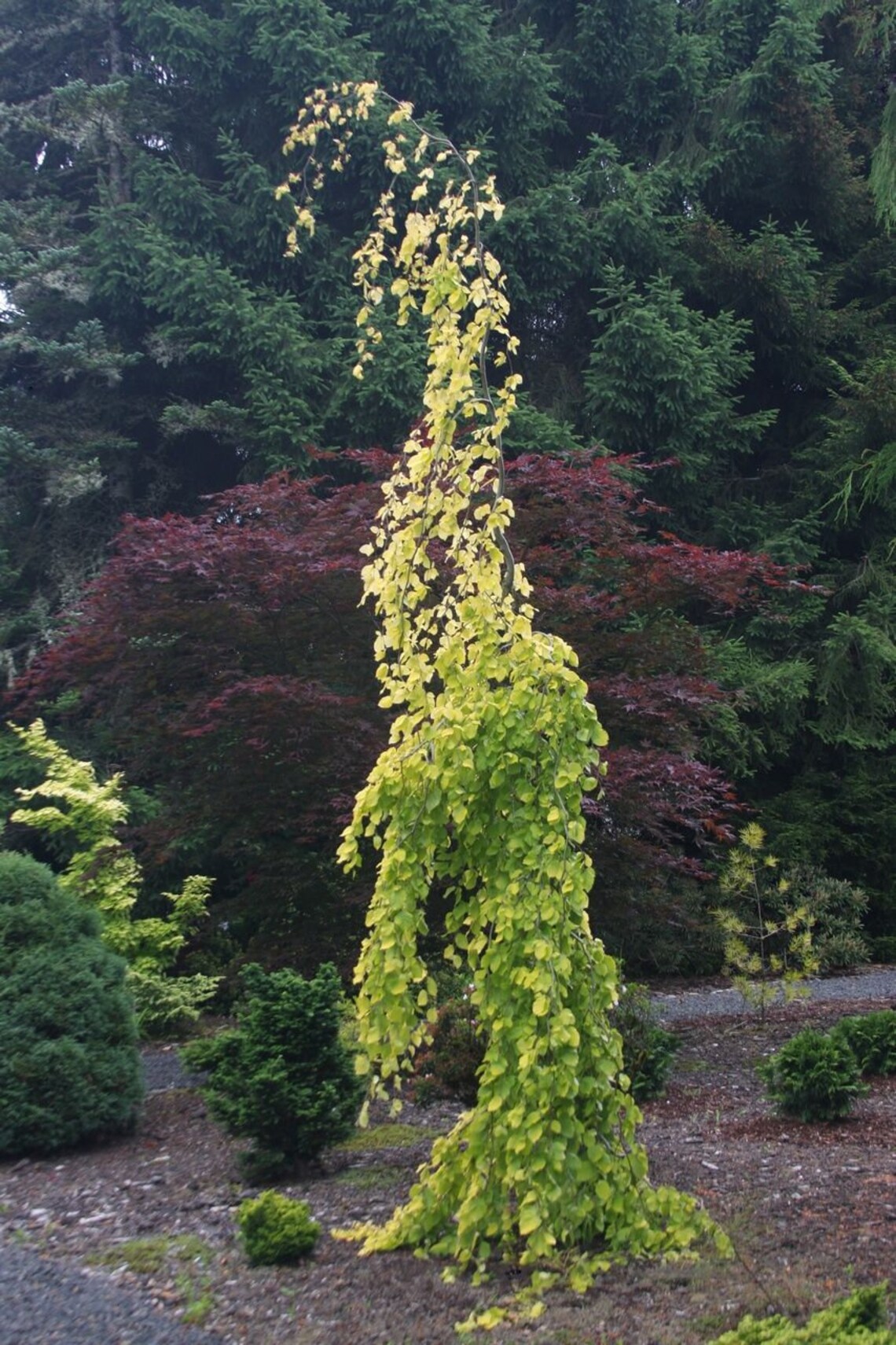Fagus Sylvatica 'aurea Pendula' Beech Live Plant - Etsy