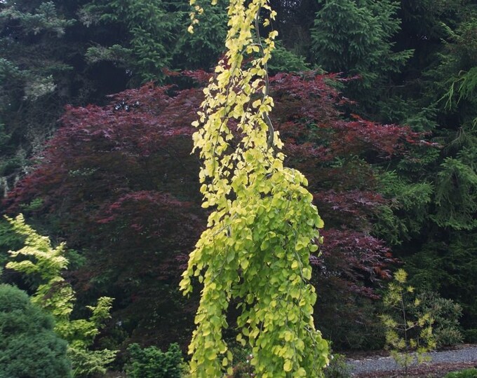Fagus Sylvatica 'aurea Pendula' Beech - Live Plant - 12" Tall - 1 Year ...