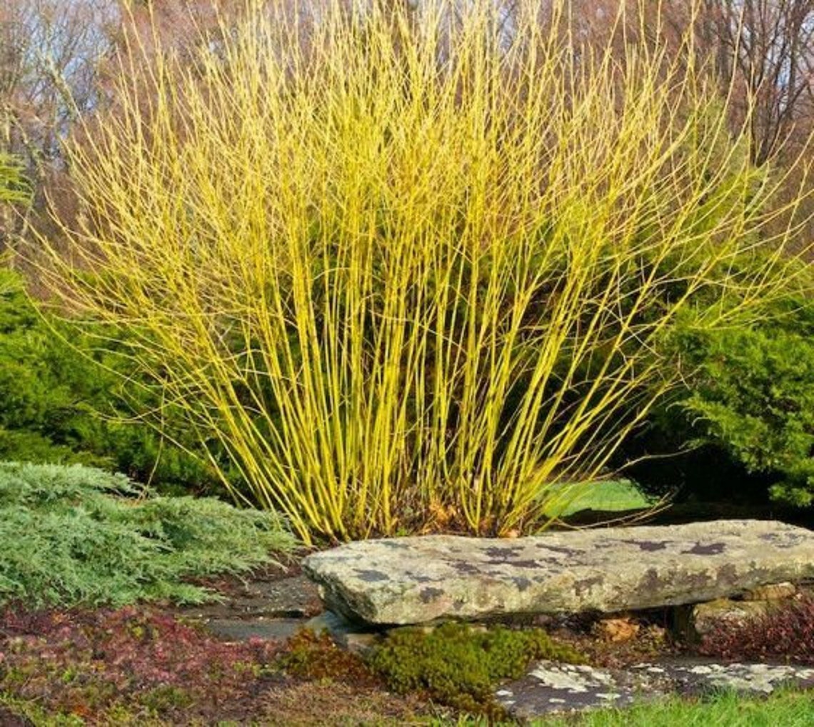 Cornus Alba 'bud's Yellow' Yellow Twig Dogwood - Etsy
