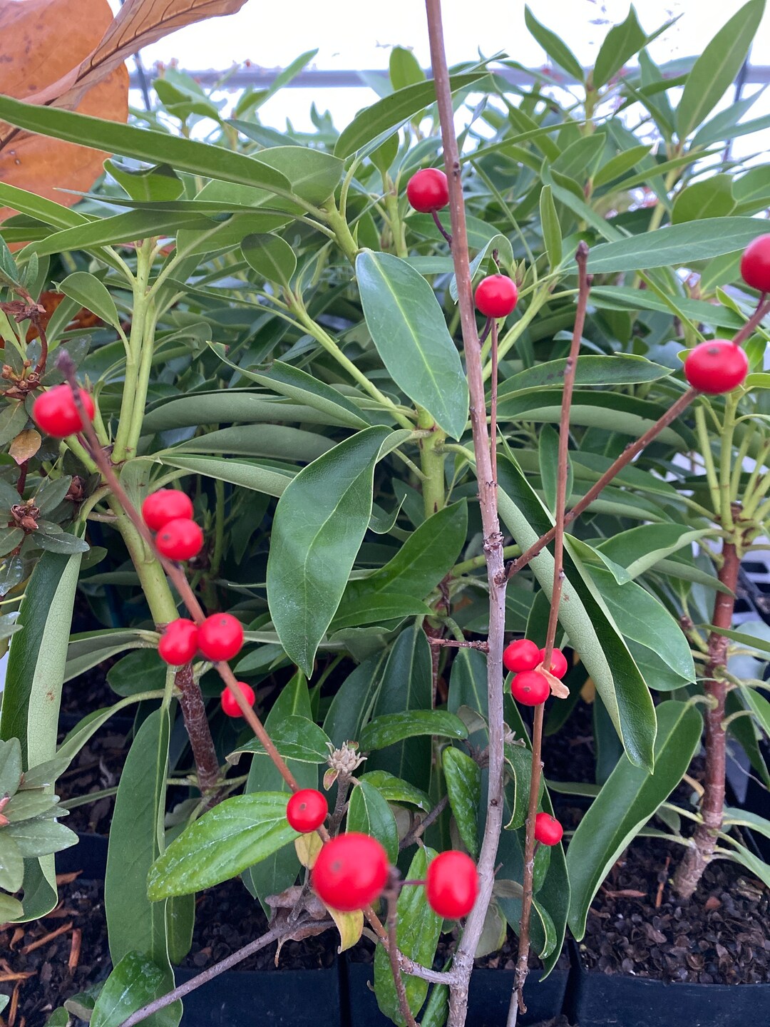 Ilex Verticillata 'shaver' Red Fruit Winterberry 4 Pot Size Live Plant ...