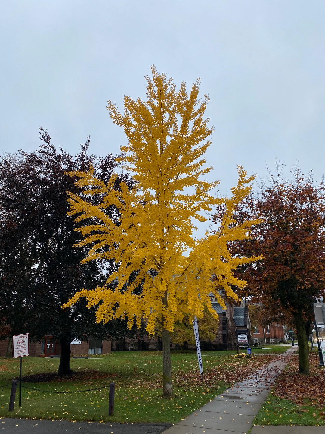 Ginkgo Biloba 'elmwood' - Columnar Male Ginkgo Tree - Live Plant - 12 ...