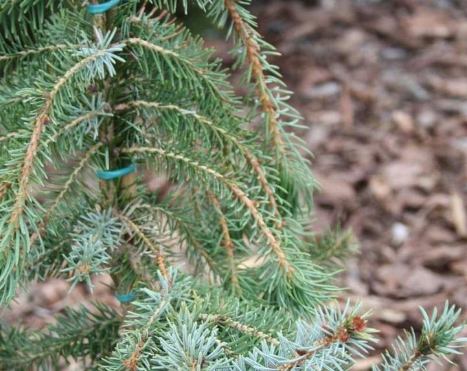 Picea Omorika 'pendula Bruns' - Serbian Spruce - 12" Tall - 1 Gallon ...