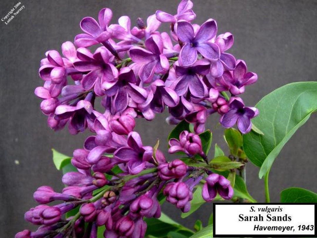 Syringa Vulgaris 'sarah Sands' Lilac - French Lilac - Live Plant - 1 ...