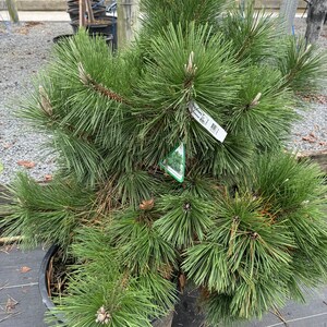 Pinus Thunbergii 'thunderhead' - Live Plant - 8” Tall - 1 Year Graft - Etsy