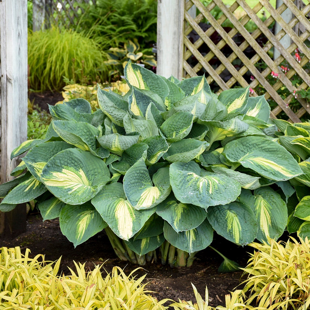 Hosta 'hudson Bay' 3” Pot Size Starter Plant - Etsy