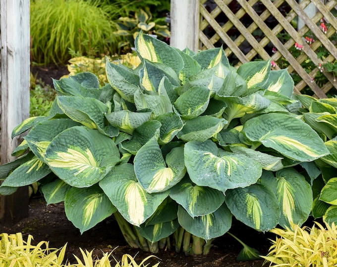 Hosta 'hudson Bay' 3 Pot Size Starter Plant - Etsy