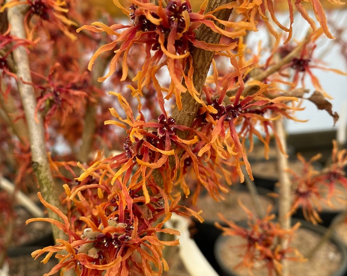 Hamamelis X Intermedia 'chantal' Witch Hazel - Live Plant - 12” Tall ...