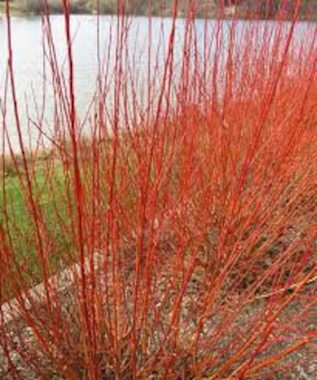 Salix Alba 'flame' Red Stem Willow Live Plant 2 Gallon Pot - Etsy