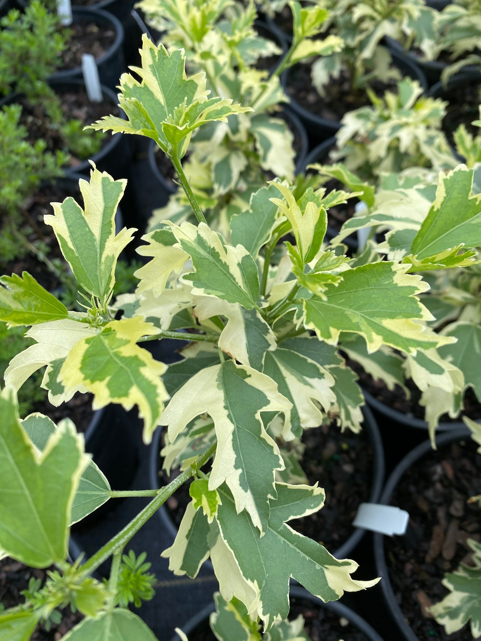 Hillis Variegated Rose of Sharon - Hibiscus Syriacus - 1 Gallon Pot ...