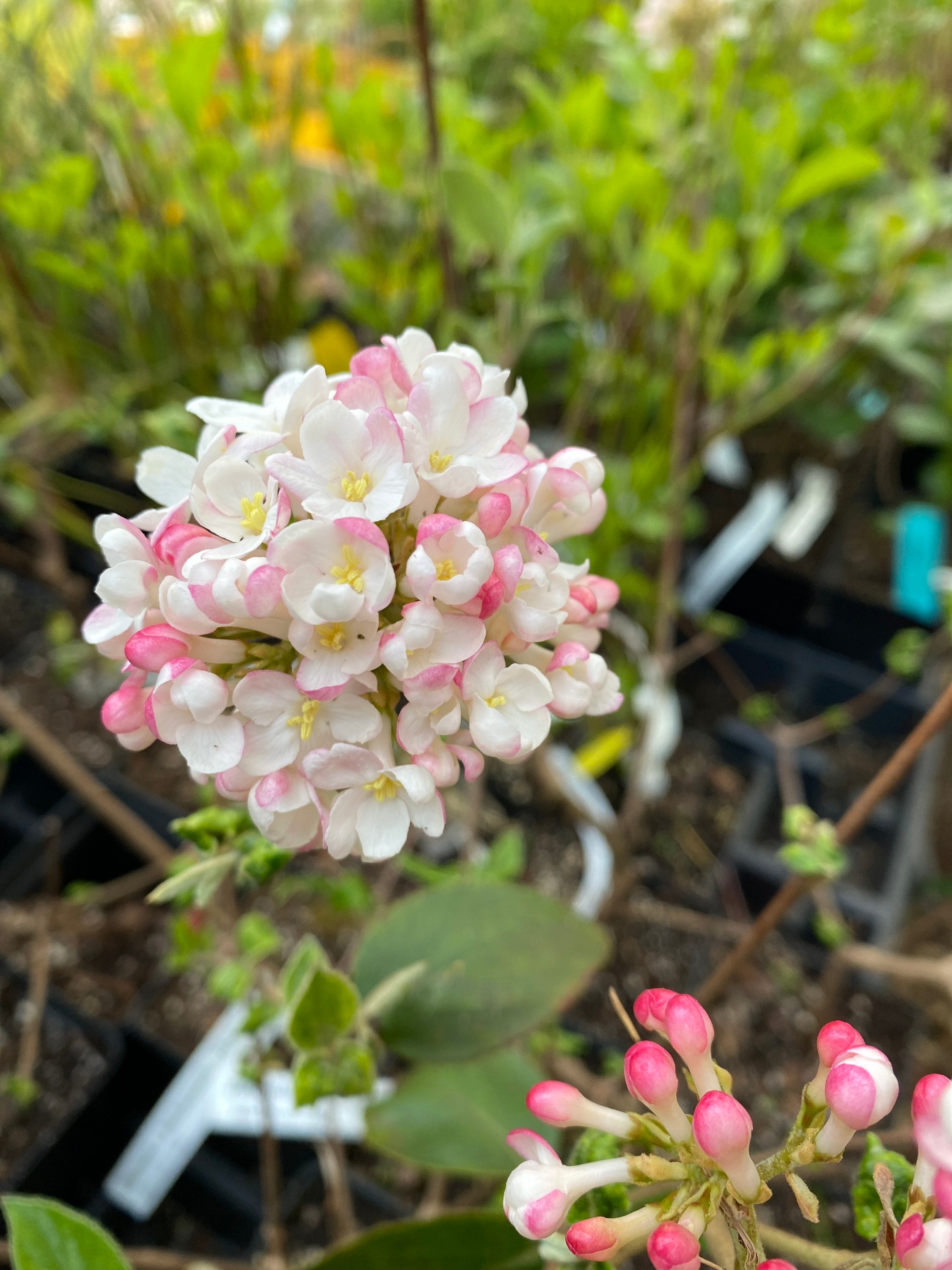 Viburnum × Burkwoodii 'mohawk' - Burkwood Viburnum - Live Plant - 4 ...