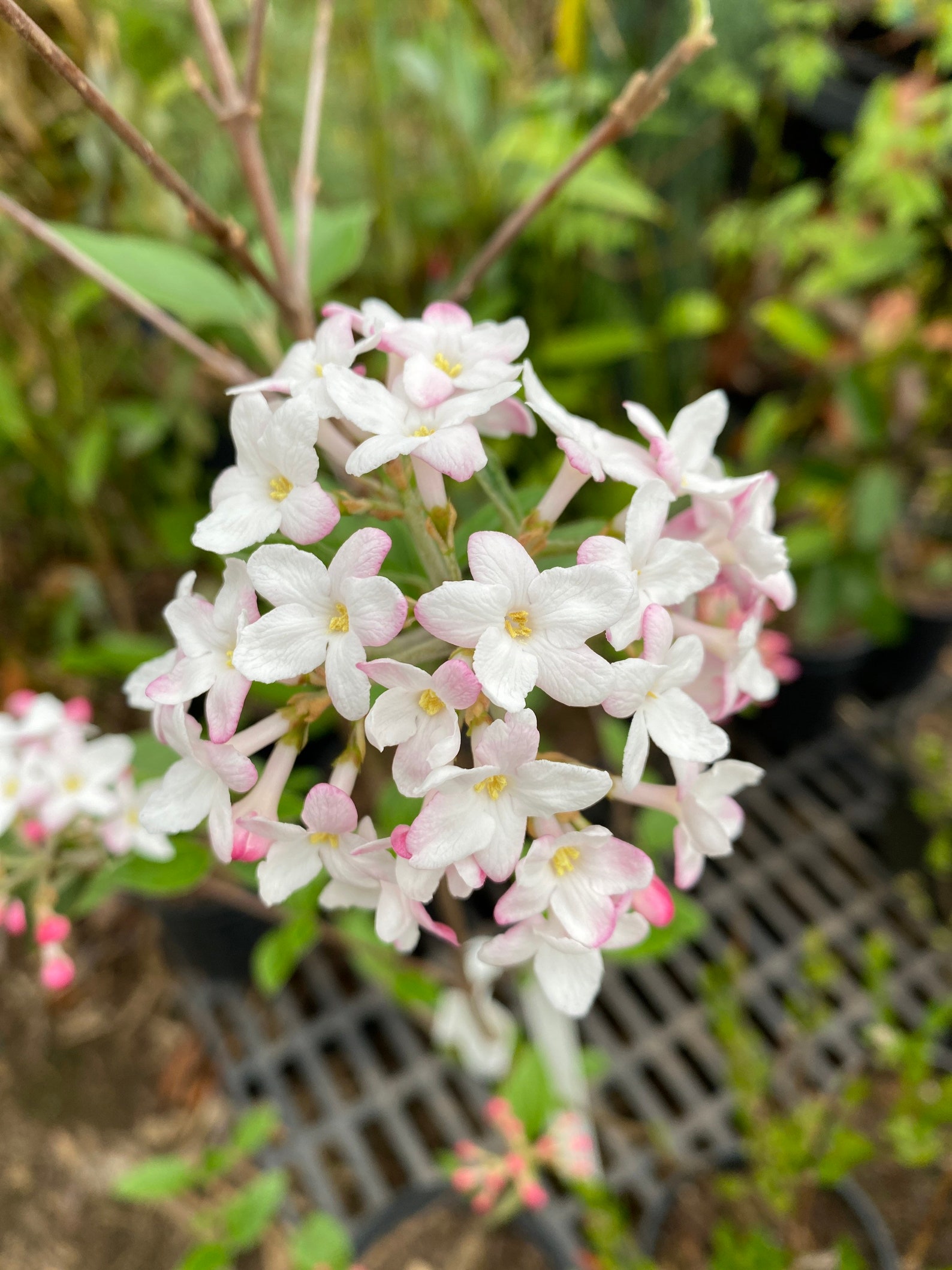 Viburnum Burkwoodii 'mohawk' Burkwood Viburnum - Etsy