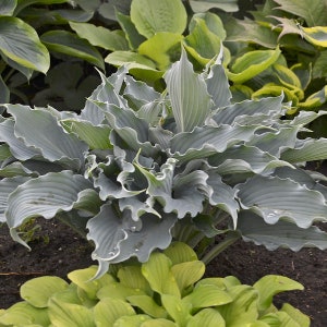 Hosta 'waterslide' 3" Pot Size Starter Plant - Etsy