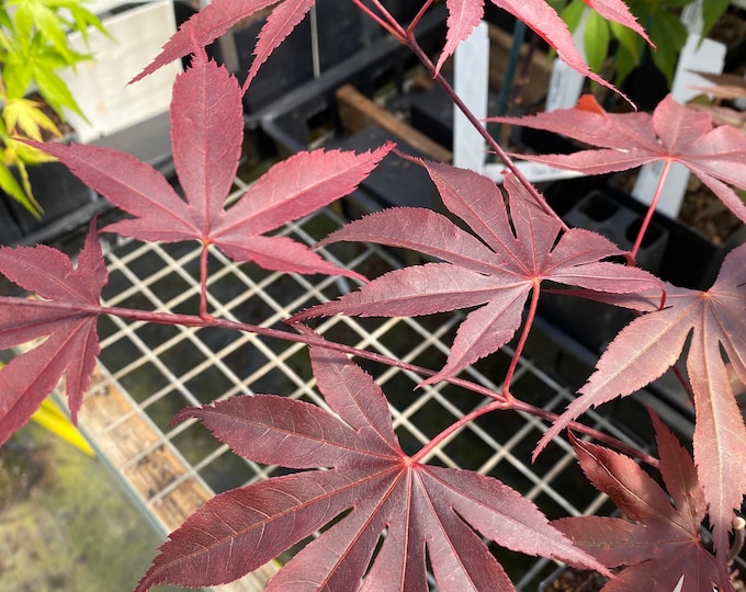 Acer Palmatum 'moonfire' - Japanese Maple - Live Plant - 1 Gallon Pot ...