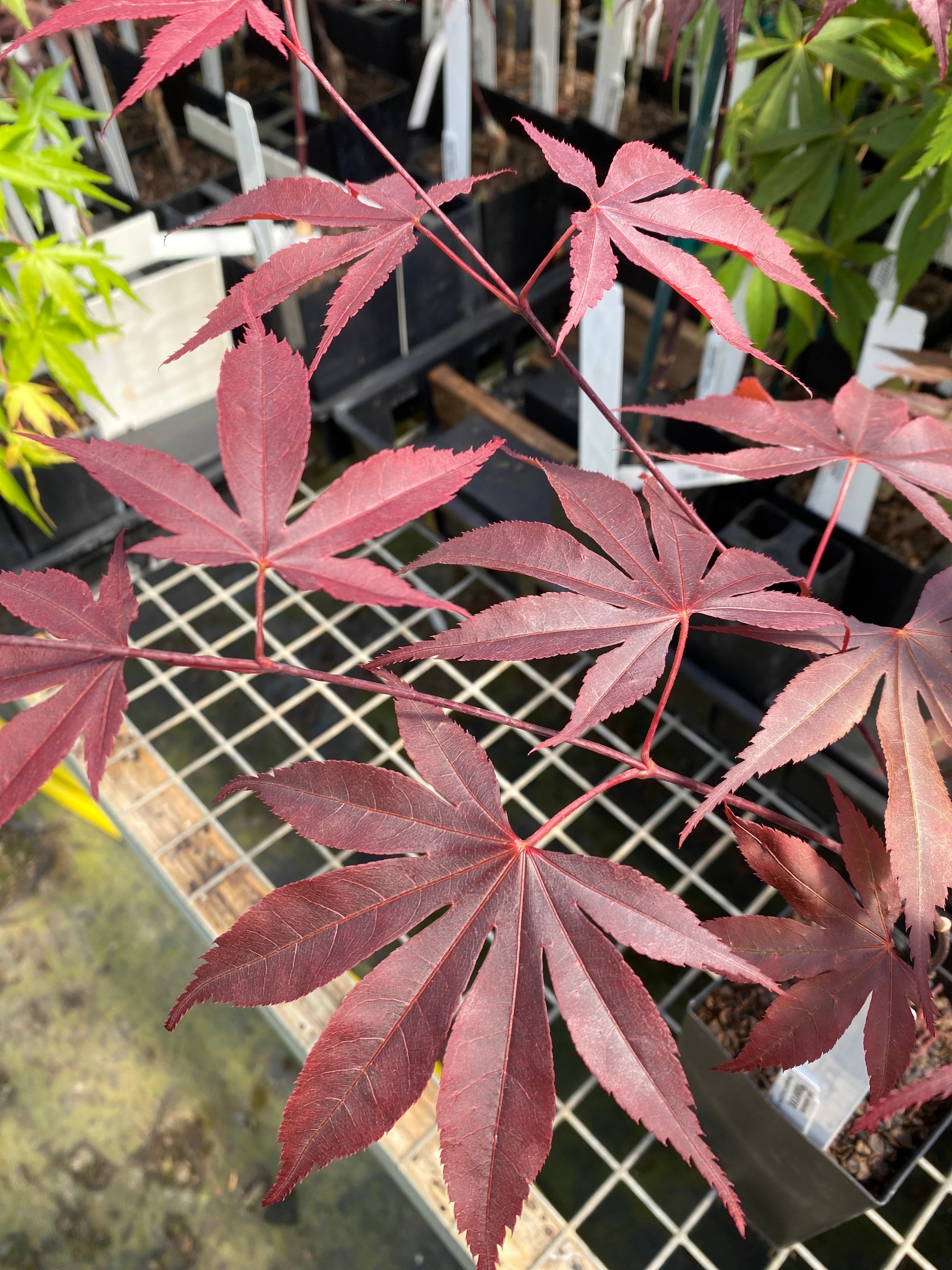 Acer Palmatum 'moonfire' Japanese Maple Live Plant 1 Gallon Pot - Etsy