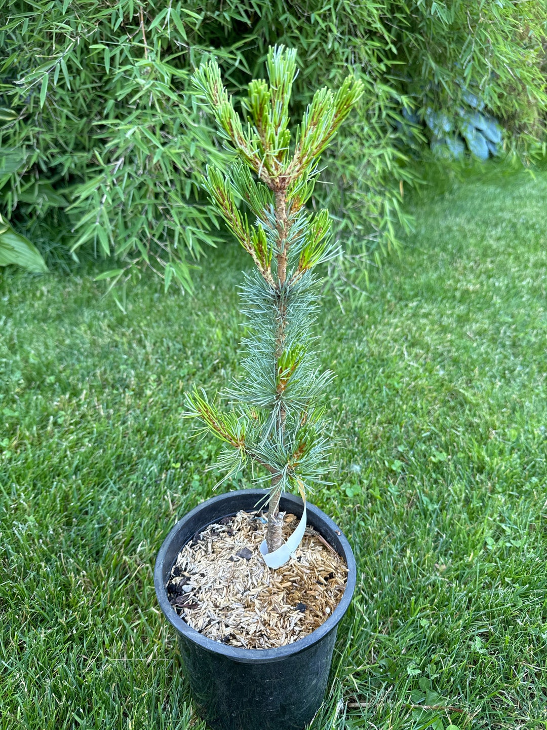 Pinus Parviflora 'blue Lou' - Live Plant - 12” Tall - 1 Gallon Pot - Etsy