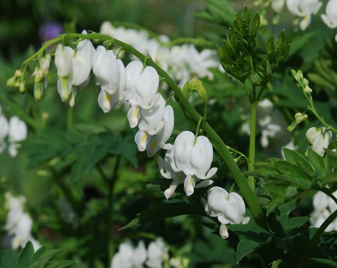 Dicentra Spectabilis 'alba' Old Fashioned White Bleeding Heart 4 Eyes ...