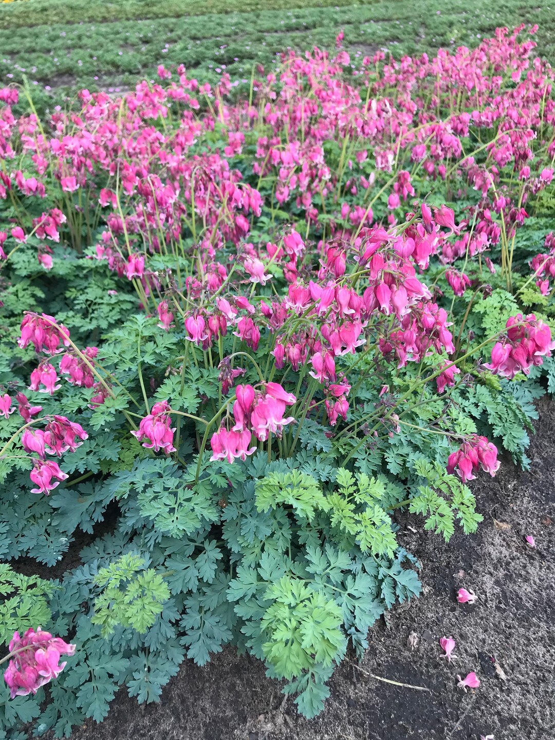 Dicentra Formosa 'luxuriant' - Fern Leaf Bleeding Heart - 4 Eyes Bare ...