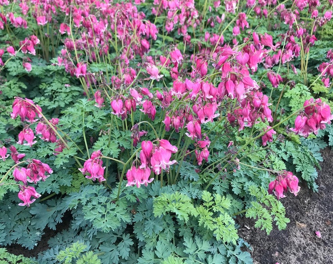 Dicentra Formosa 'luxuriant' - Fern Leaf Bleeding Heart - 4 Eyes Bare ...