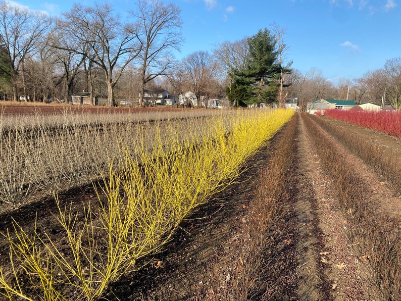 Cornus Alba 'bud's Yellow' - Yellow Twig Dogwood - 4" Pot Size Live ...