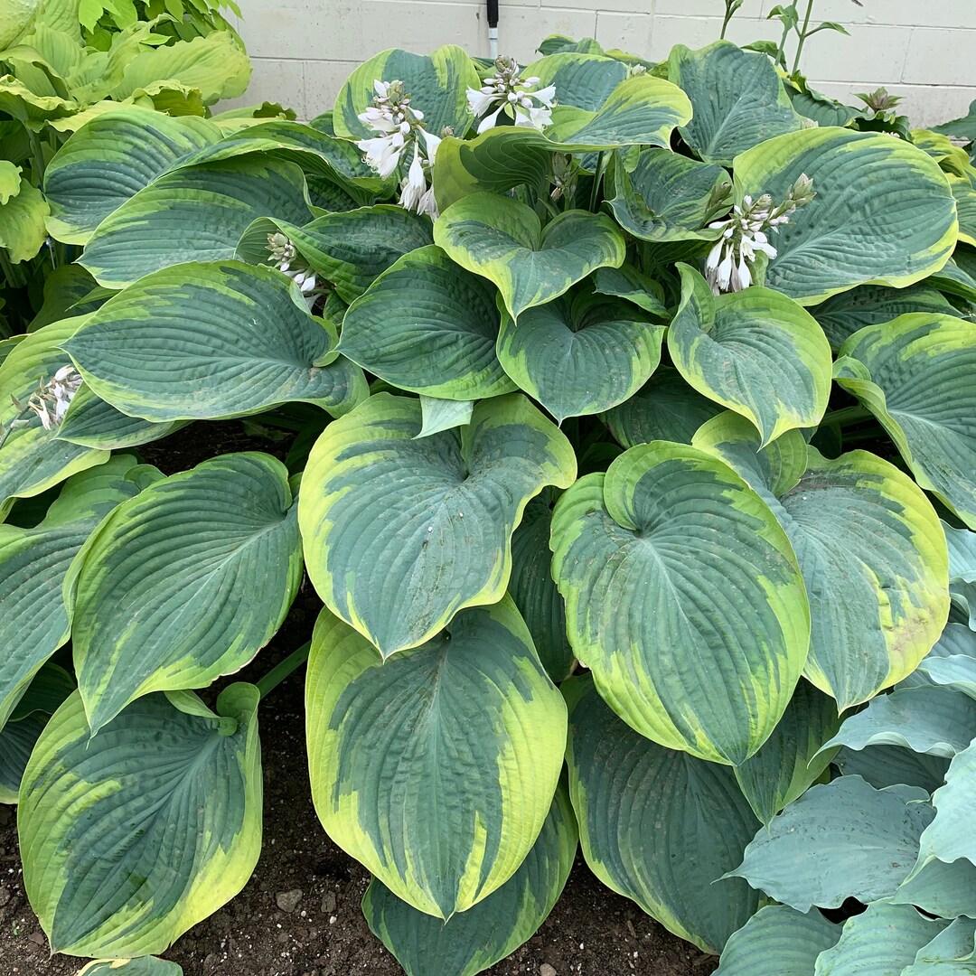 Hosta 'terms of Endearment' 3 Pot Size Starter Plant - Etsy