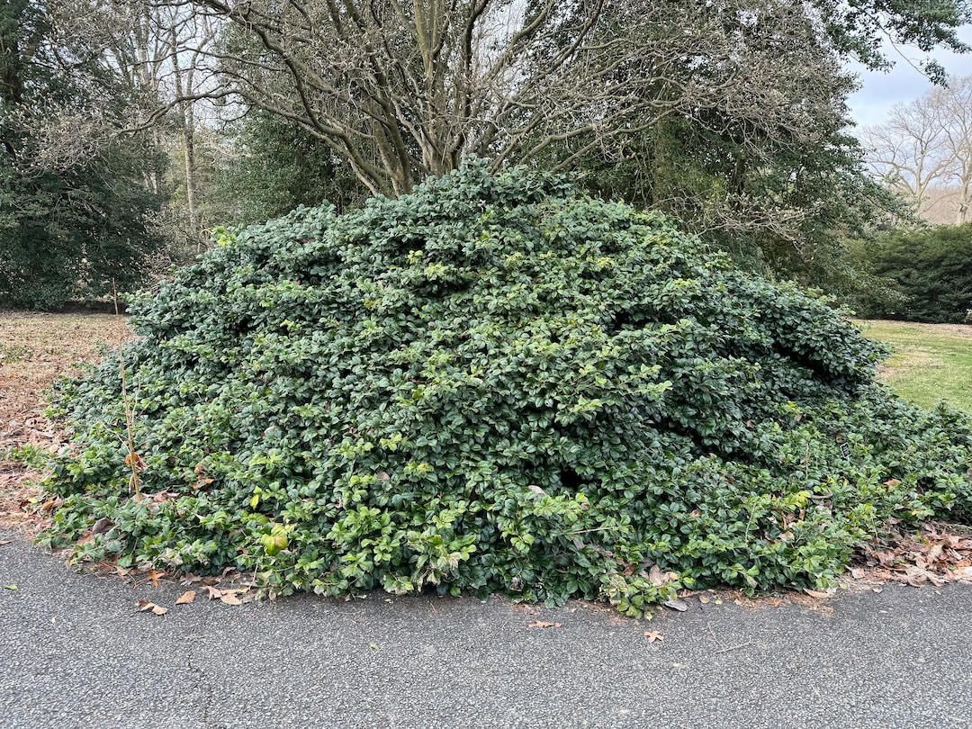 Ilex Opaca 'maryland Dwarf' - American Holly - Live Plant - 1 Gallon ...