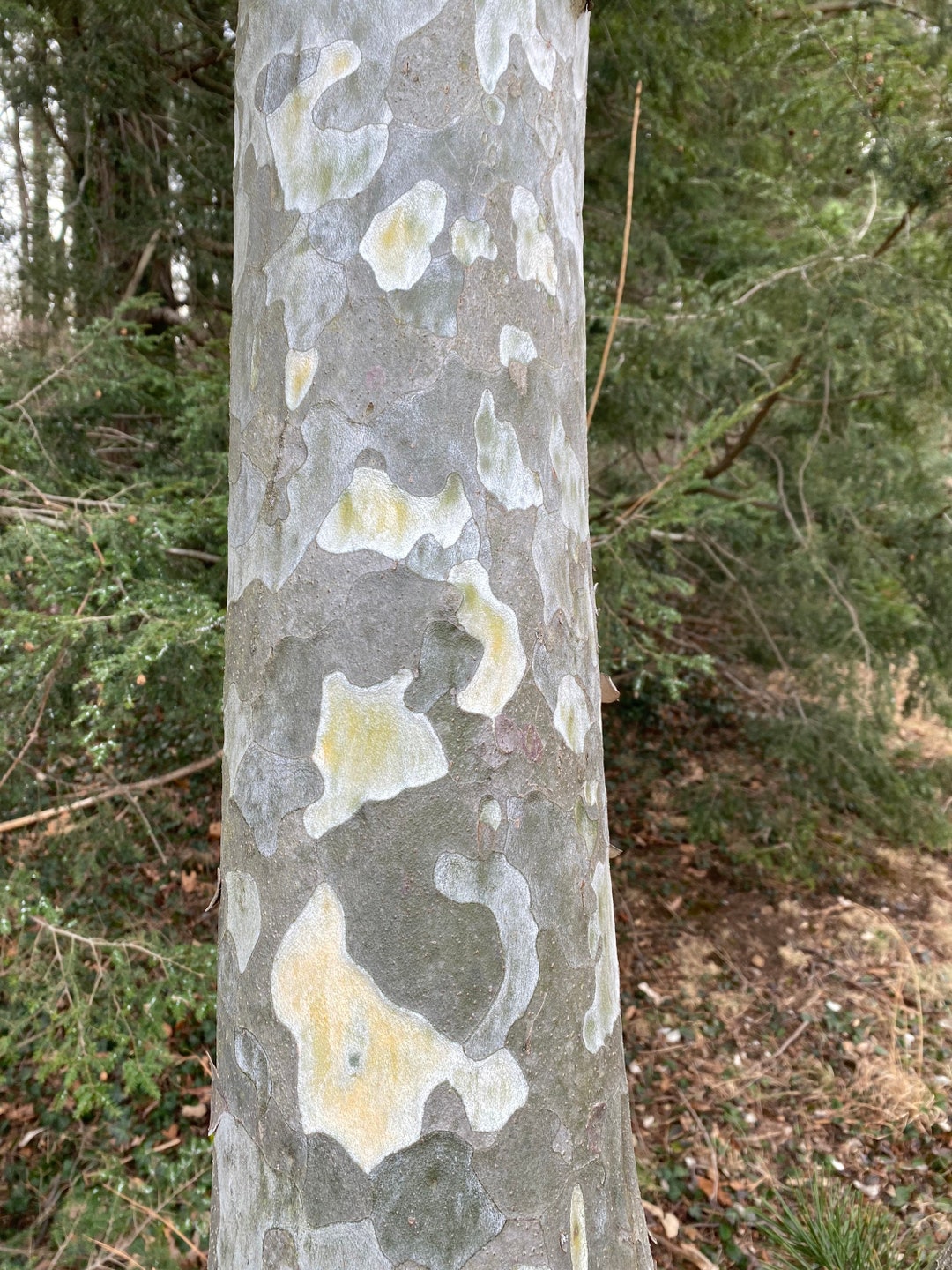 Pinus Bungeana 'silver Ghost' Live Plant 12 Tall 1 Gallon Pot - Etsy