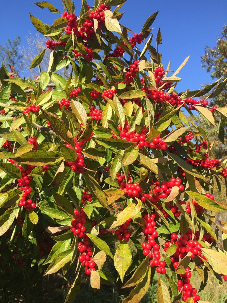 Ilex Verticillata ‘winter Red’- Winterberry - 4" Pot Size Live Plant - Etsy