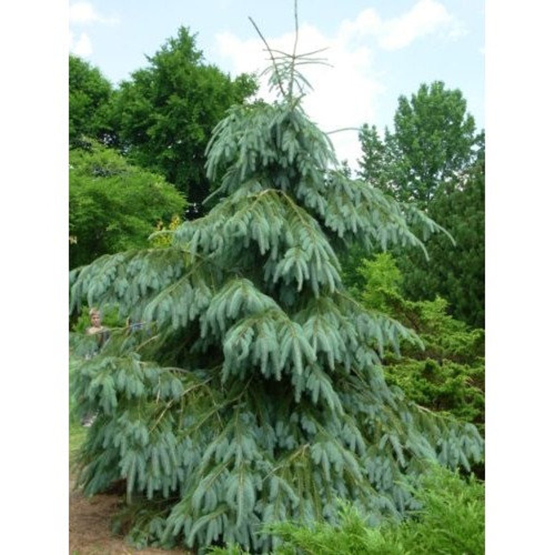 Bush S Lace Engelmann Spruce
