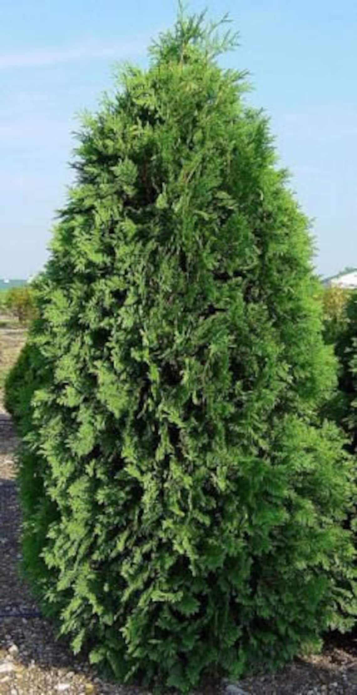 Thuja Occidentalis 'techny' Dark Green Arborvitae Live Plant Quart Pot ...