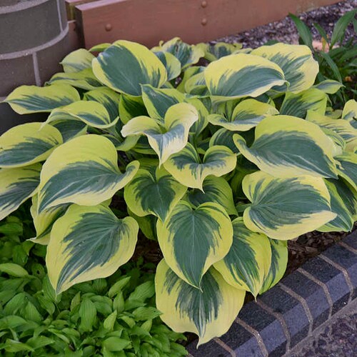 Hosta 'touch of Class' 4 Pot Size Starter Plant - Etsy
