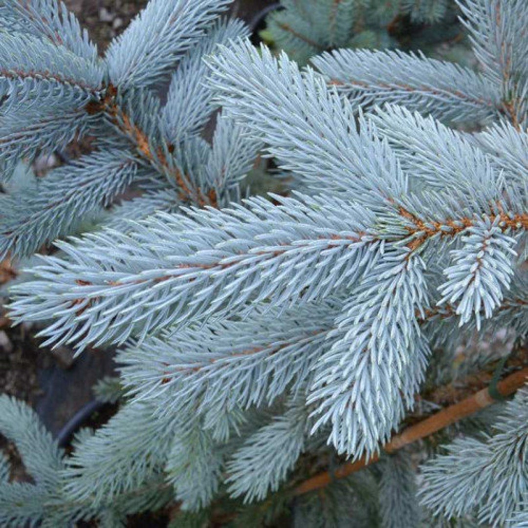 Picea Pungens 'hoopsii' - Colorado Blue Spruce - Live Plant - 10” Tall ...