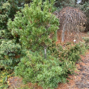 Pinus Strobus 'mini Twists' White Pine Live Plant 1 Gallon Pot - Etsy