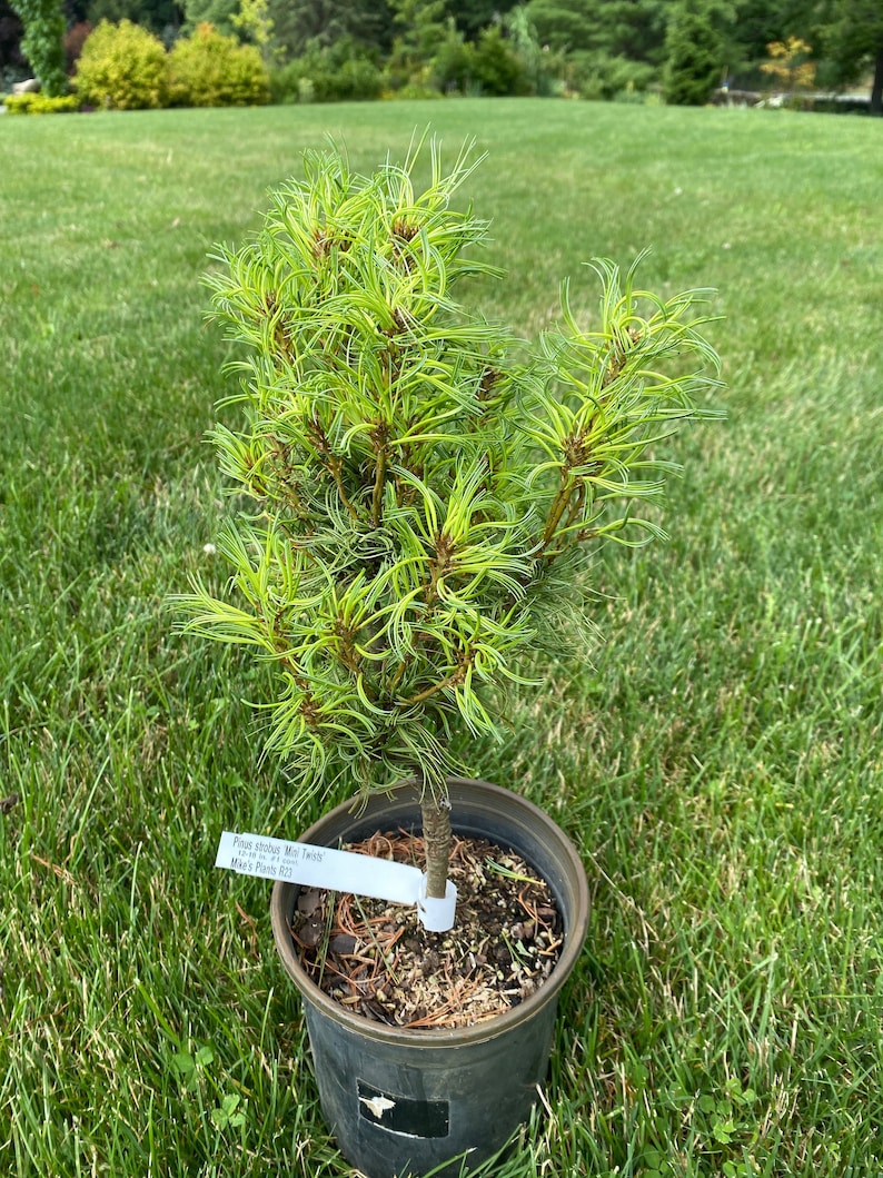 Pinus Strobus 'mini Twists' - Dwarf White Pine - Live Plant - 1 Gallon ...