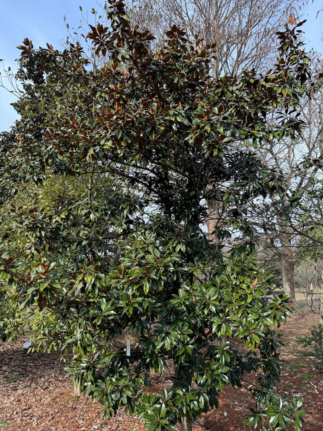 Magnolia Grandiflora 'kay Parris' - 12" Tall - 1 Gallon Pot - Etsy