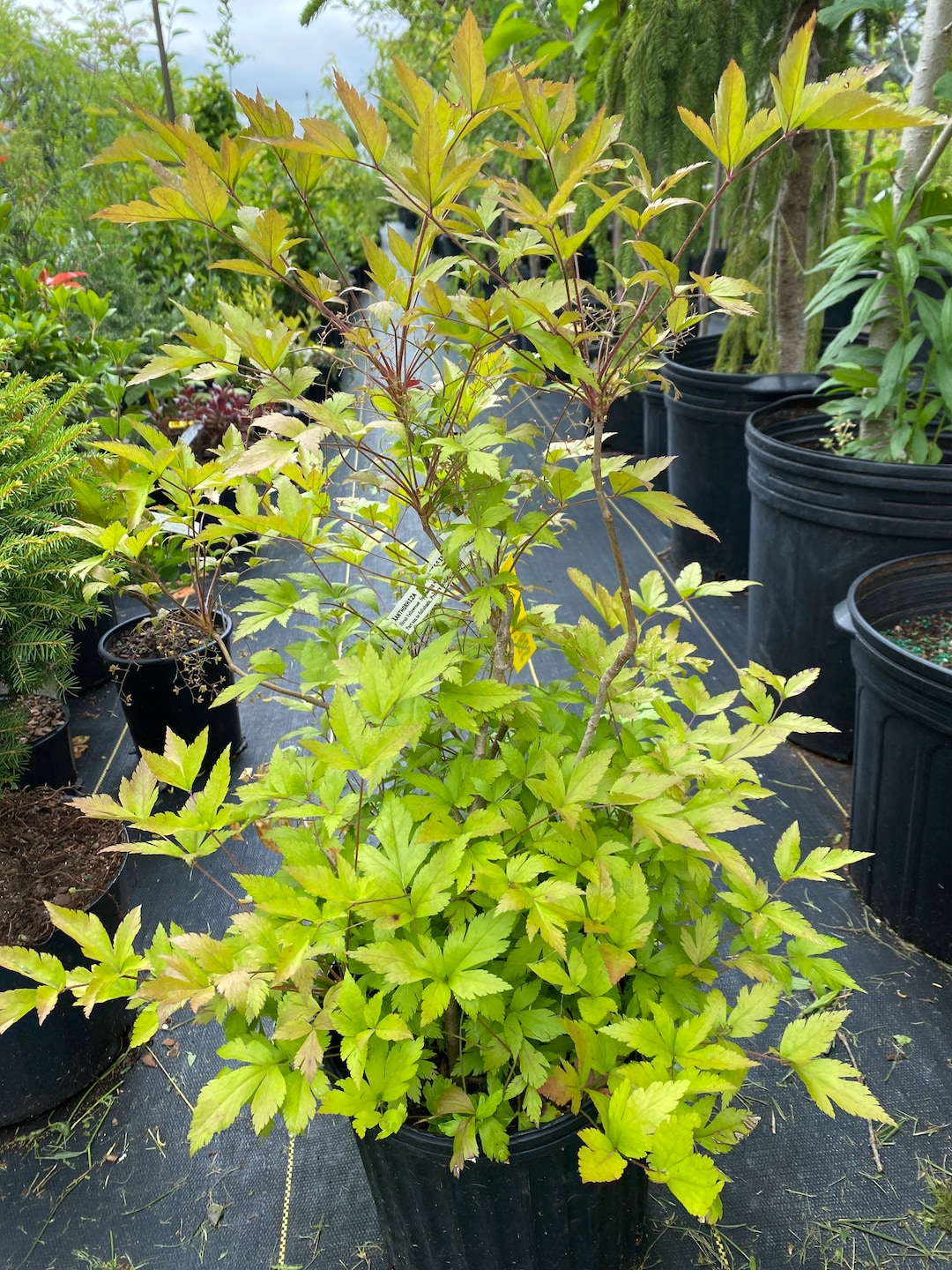 Xanthorhiza Simplicissima - Yellowroot Shrub - Live Plant - 1 Gallon ...