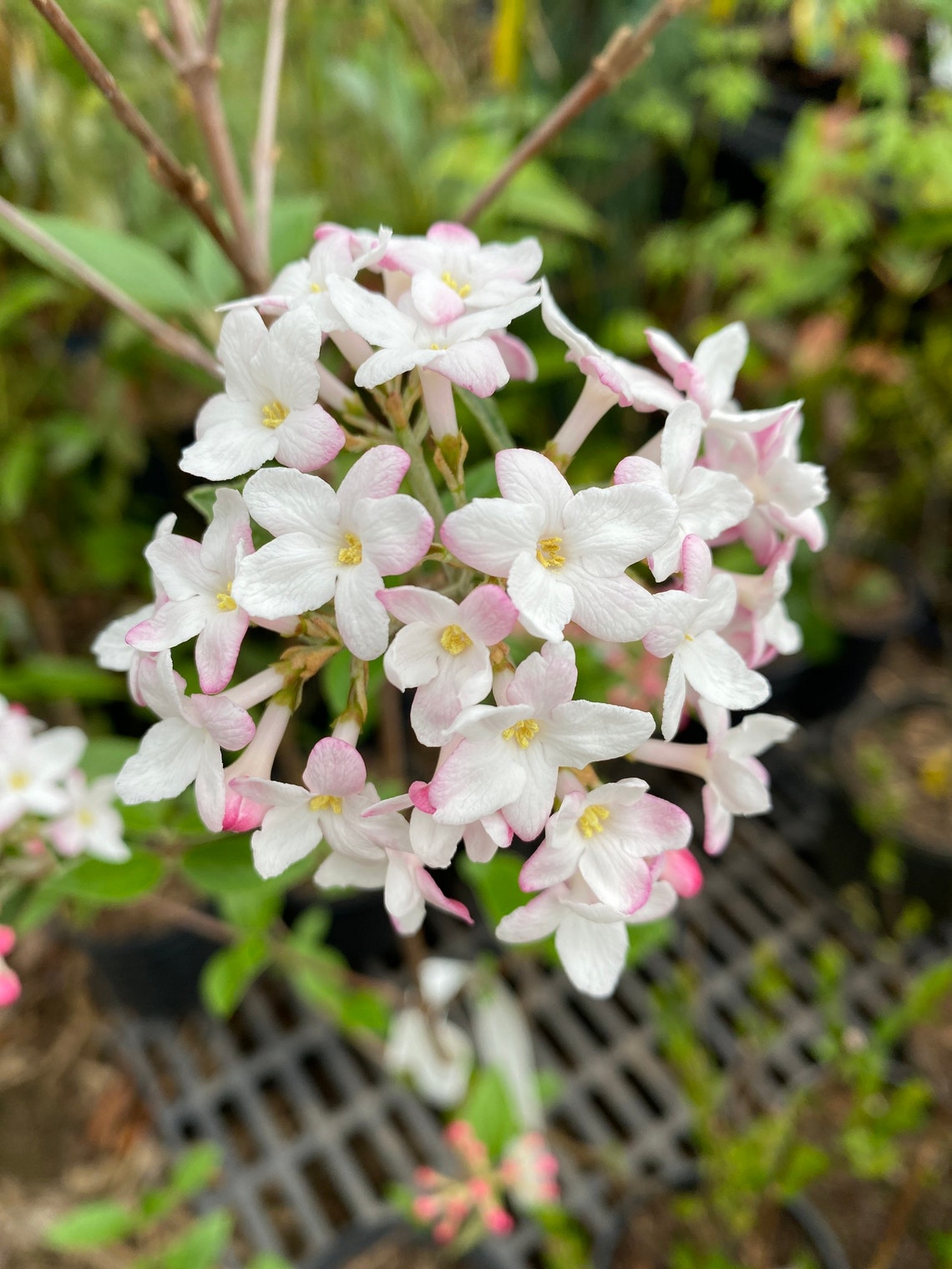 Viburnum × Burkwoodii 'mohawk' - Burkwood Viburnum - 2 Gallon Pot - Etsy