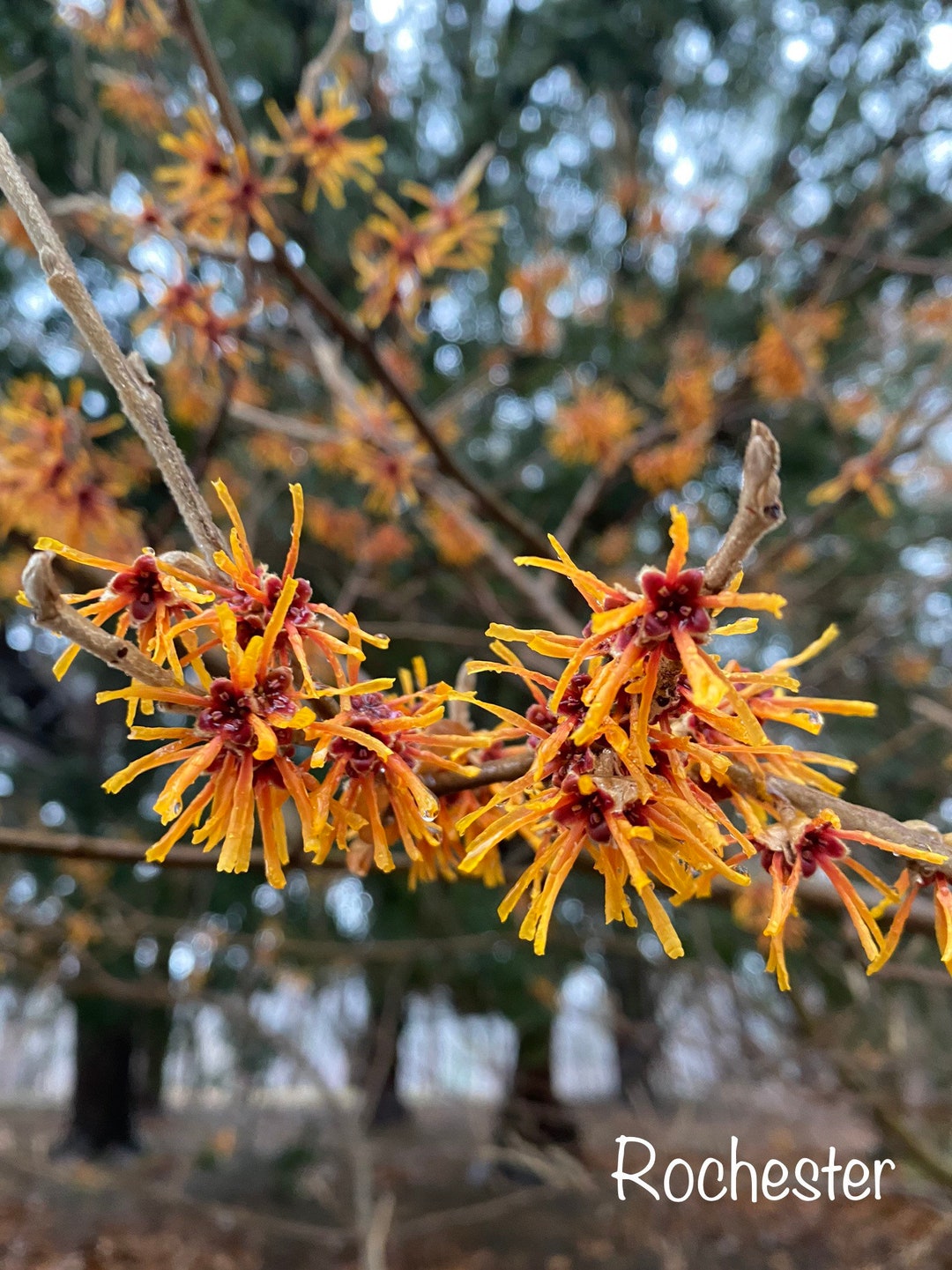 Hamamelis 'rochester' Witch Hazel - Live Plant - 18” Tall - Ships Bare ...