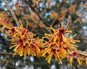 Witch Hazel Tree live Plant - Etsy