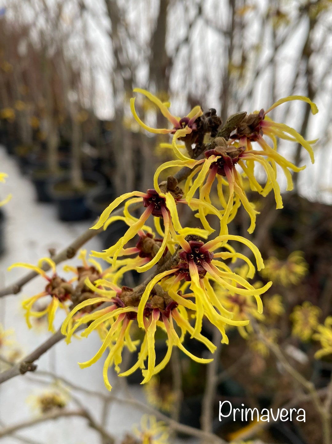 Hamamelis X Intermedia 'primavera' Witch Hazel - Live Plant - 12” Tall ...