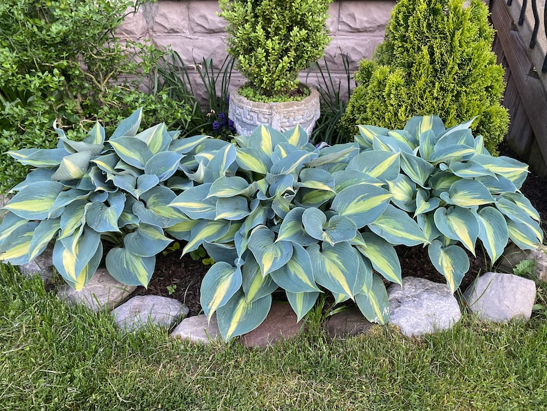 Hosta 'touch of Class' 4" Pot Size Starter Plant - Etsy