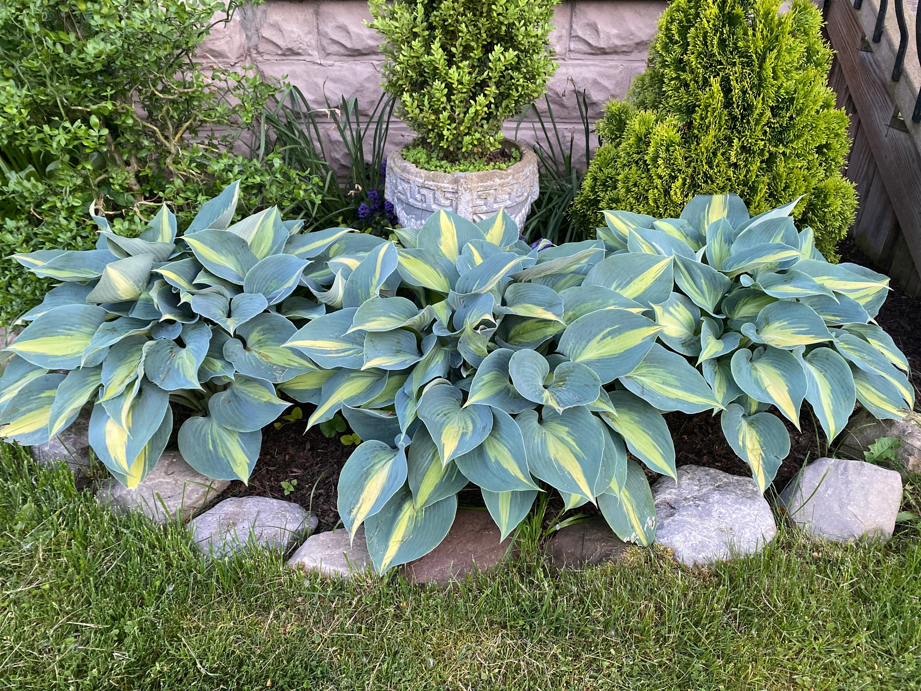 Hosta 'touch of Class' 4" Pot Size Starter Plant - Etsy