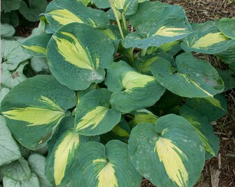 Hosta 'afterglow' 3 Pot Size Starter Plant - Etsy