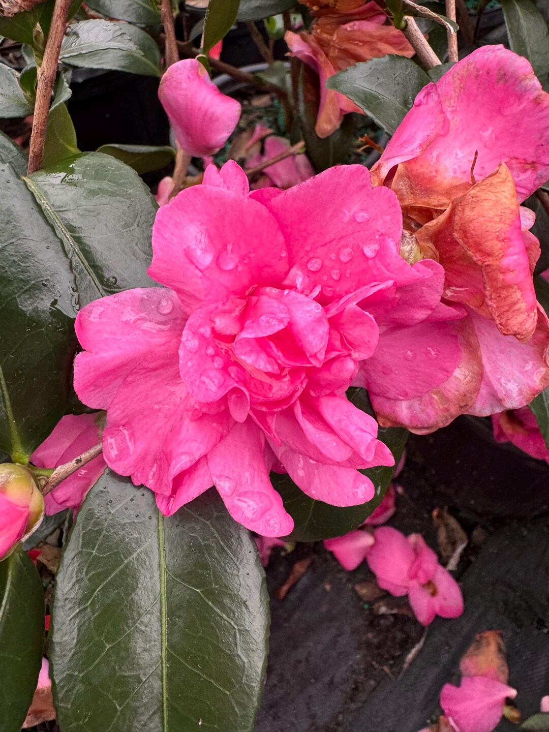 Camellia Sasanqua 'william Lanier Hunt' - Fall Blooming Camellia - 1 ...