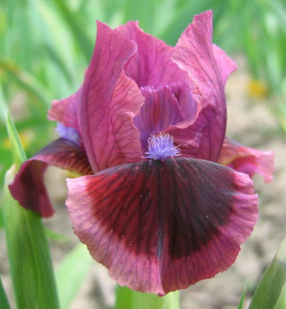Iris 'cat's Eye' - Bearded Iris - 3 Pack - #1 Grade Rhizome - Etsy