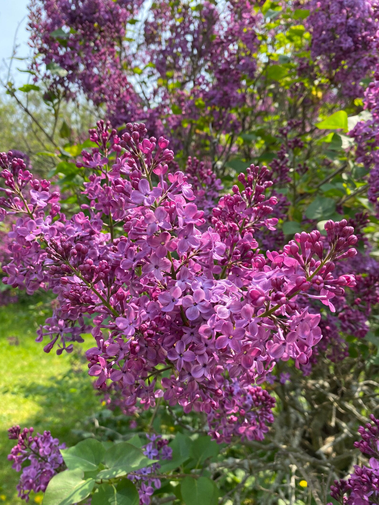 Syringa X Hyacinthiflora 'pocahontas' - Purple Lilac - Live Plant - 4 ...