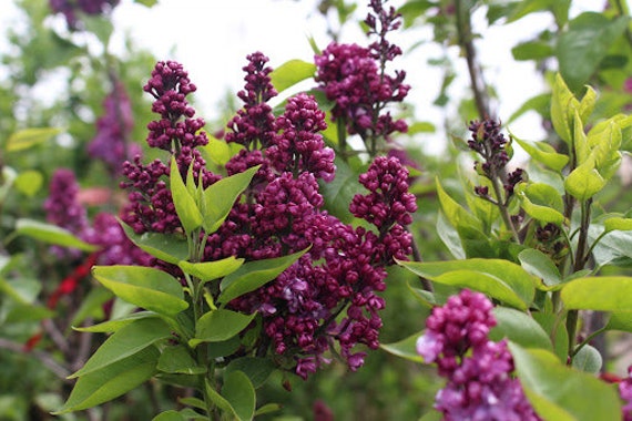 Syringa Vulgaris 'monge' Lilac Live Plant 1 Gallon - Etsy